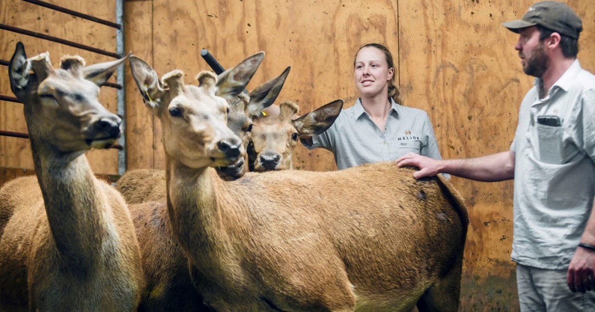 Accurate data is critical to successful venison genetics | Agtrac