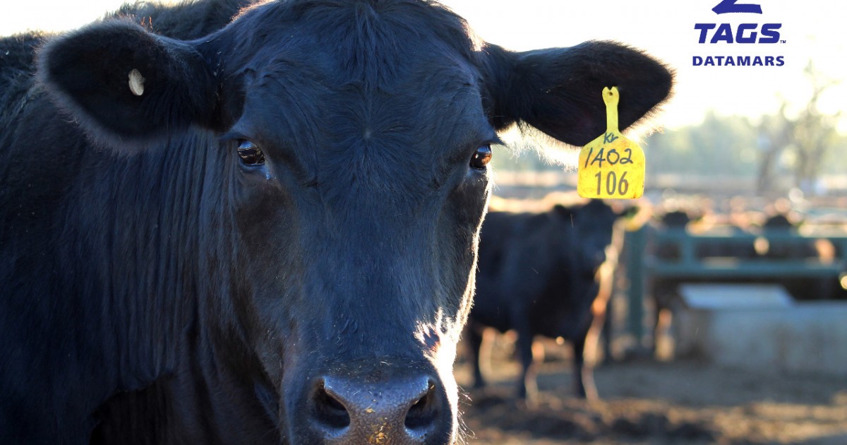 Zee Tags product range | Agtrac